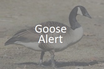 Goose-Alert | Devpost