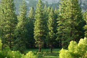 Charity Program Devpost