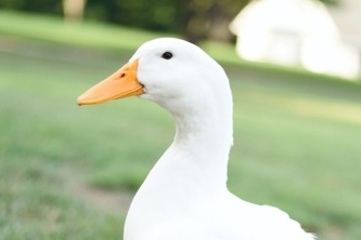 Clueless Management | Devpost