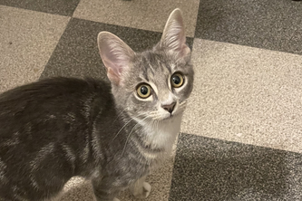 Spike Explores | Devpost