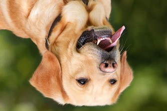 Upside Down Image Recognition | Devpost