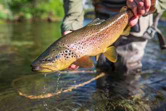 Trout Forecast | Devpost