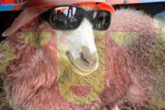 Dolly Expert Lite | Devpost