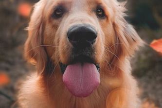 TinDog Website | Devpost