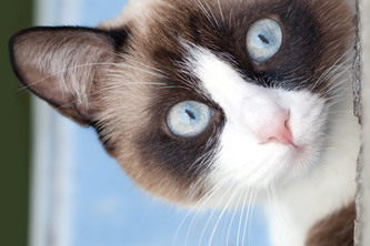 Cats World! | Devpost