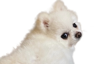 Snowball PTSD | Devpost