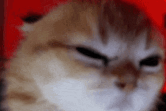 Angry Cat Productivity | Devpost