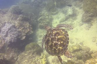 Ocean Knights: Guardians of the Oceano | Devpost