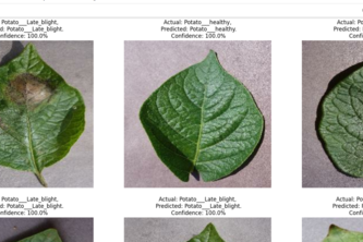 CropCure: Smart Detection of Potato Diseases Using DL | Devpost