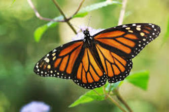 Assessing Pesticide Risks in Monarch Migration Habitats | Devpost