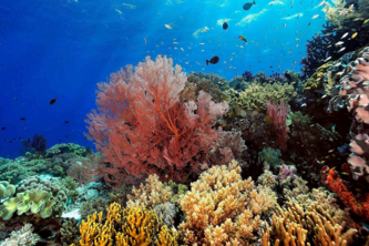 Reef Guard | Devpost