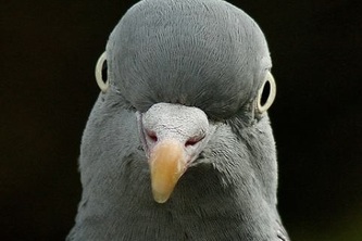 Optimew Prime | Devpost