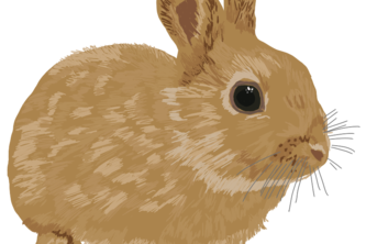 Habit Rabbit | Devpost