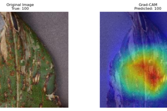Maize Watch | Devpost