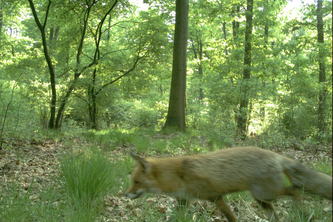 Ambient Agent for Wildlife Monitoring on Edge | Devpost