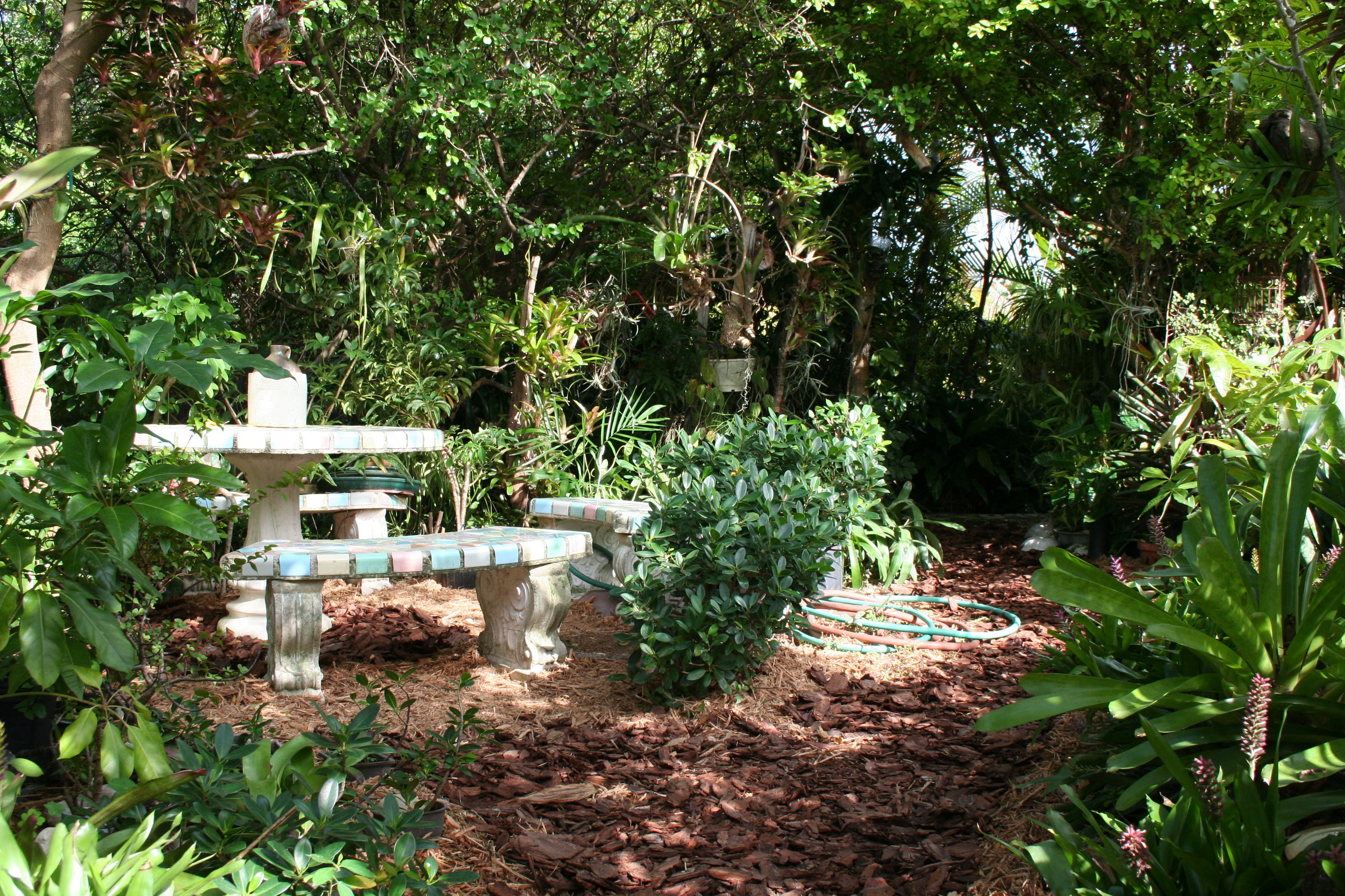 Tropical Backyard Forest | My Neighborhood Forest Photo Contest