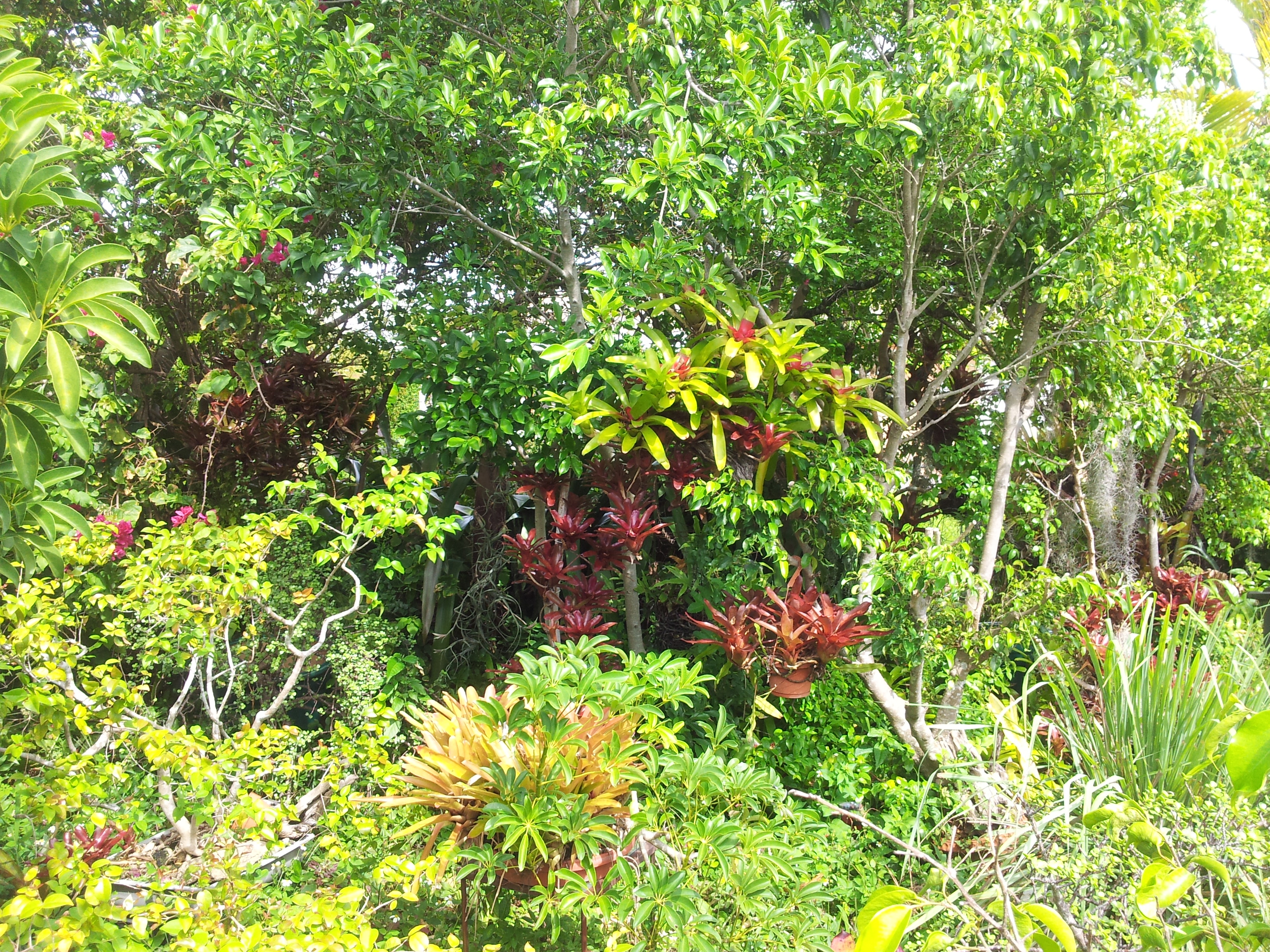 Urban Backyard Forest | My Neighborhood Forest Photo Contest