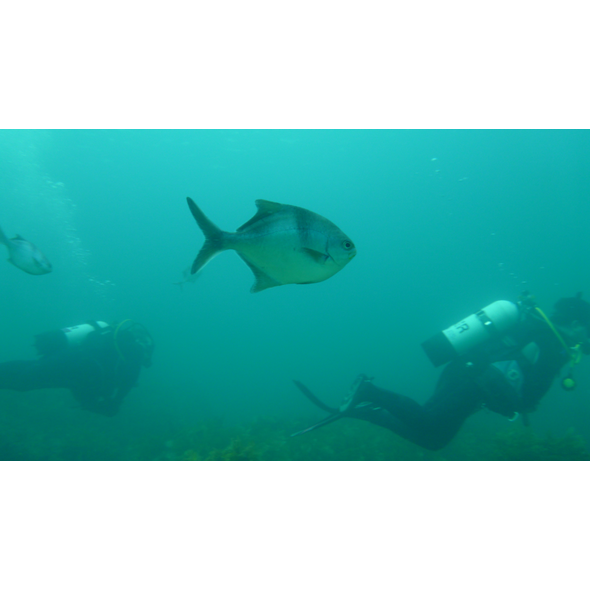 alan byers' (TheChosenOne) software portfolio | Devpost