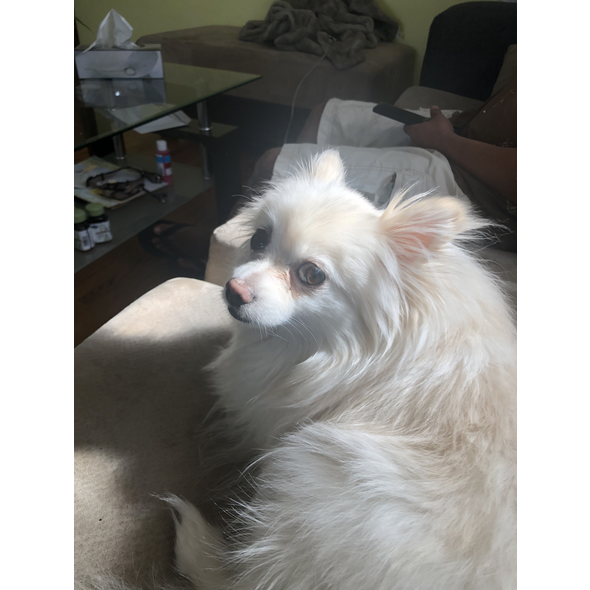 Vanessa Lobo's (radiant-vana) software portfolio | Devpost