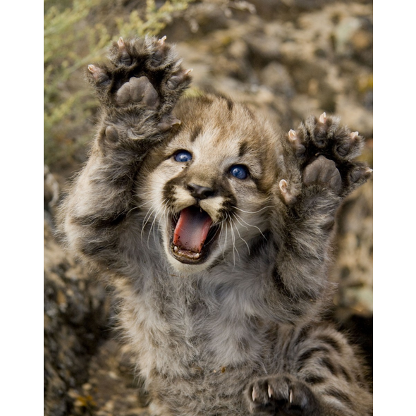 Simon Chen's (simon-chen2939) software portfolio | Devpost