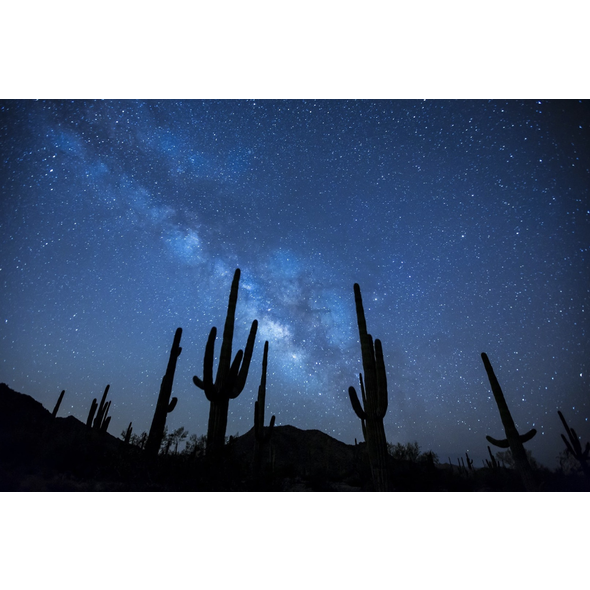 Cactoid Cactus' (oishinopales) software portfolio | Devpost