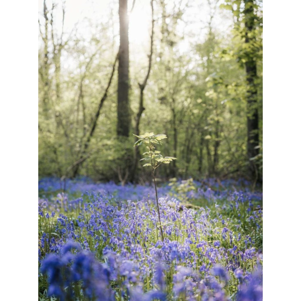 Jacob Han S Han Der Pressure Software Portfolio Devpost