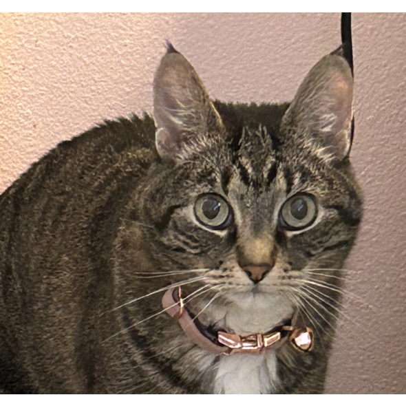 Ariel Zeto's (arizetocs) software portfolio | Devpost