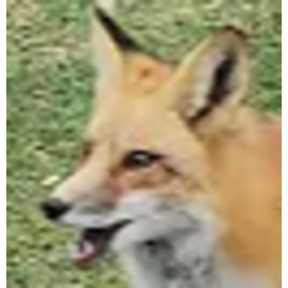 Willow Taylor's (bigfloppabig96) software portfolio | Devpost