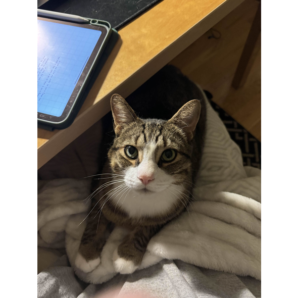 Rachel Wei's (rachelqingranwei) software portfolio | Devpost