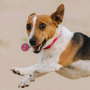 Maximilian Götzfried's (zenti) software portfolio | Devpost